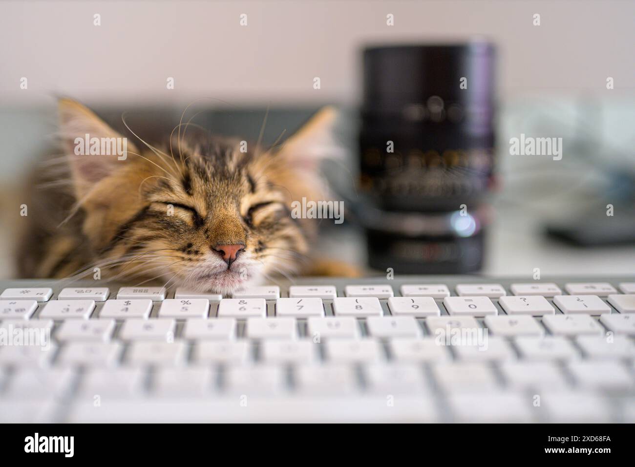 White cat relaxing peacefully in hi-res stock photography and images ...