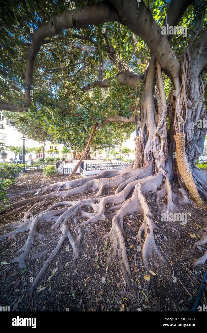 Magnificent large ficus tree with extensive roots at Plaza del Museo in ...