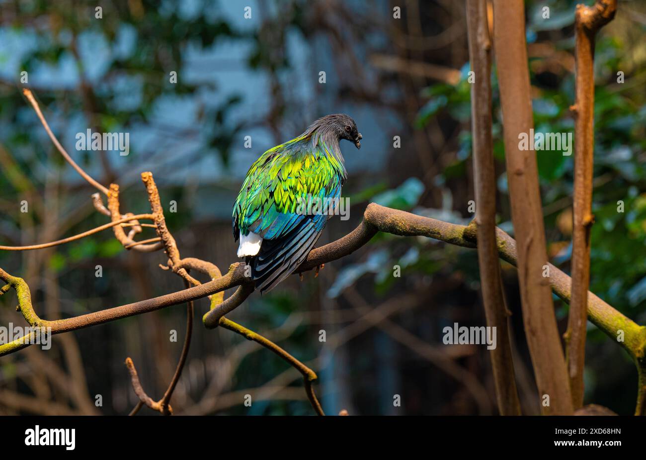 Nicobar Pigeon (Caloenas nicobarica), adult on tree Stock Photo - Alamy
