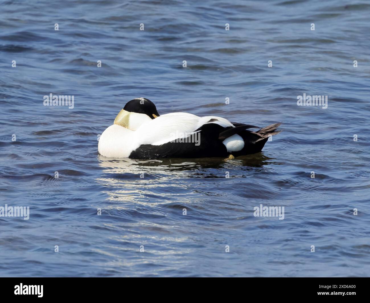 English eider hi-res stock photography and images - Alamy