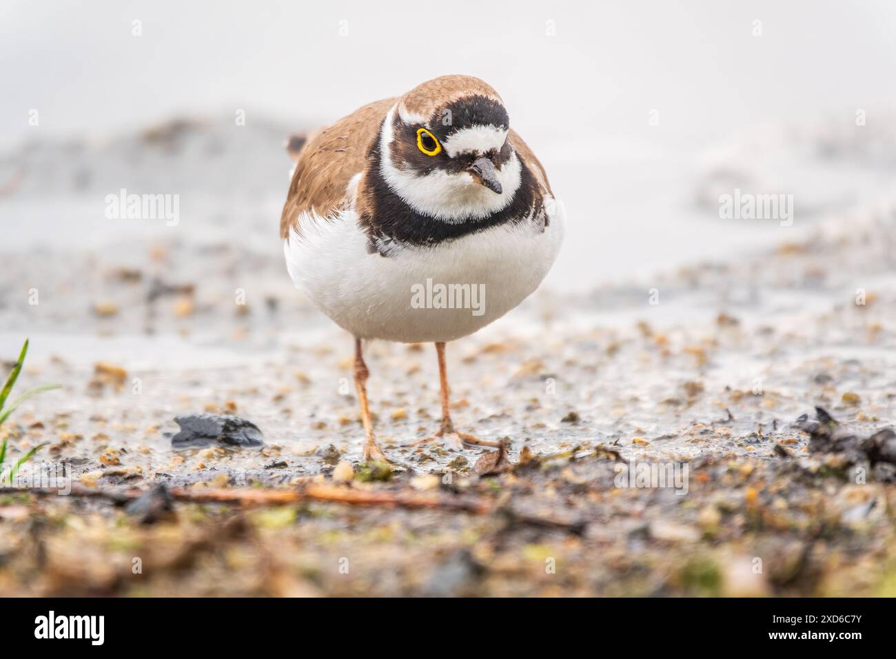 Little ringed plover in natural habitat. Portrait of Little ringed ...