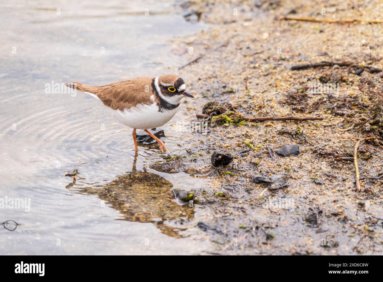 Little ringed plover in natural habitat. Portrait of Little ringed ...