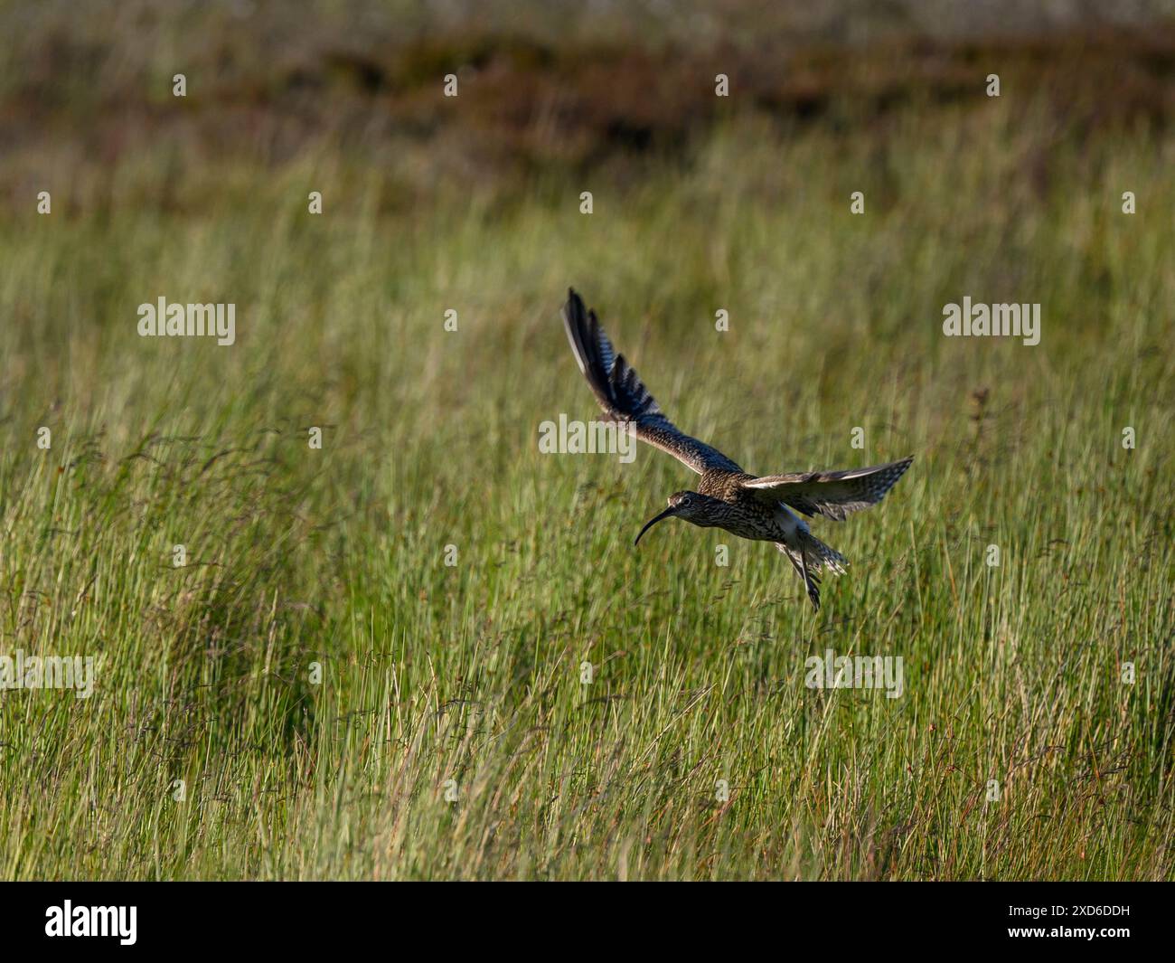 Eurasian curlew in flight (tall wader, curving beak, long thin legs ...