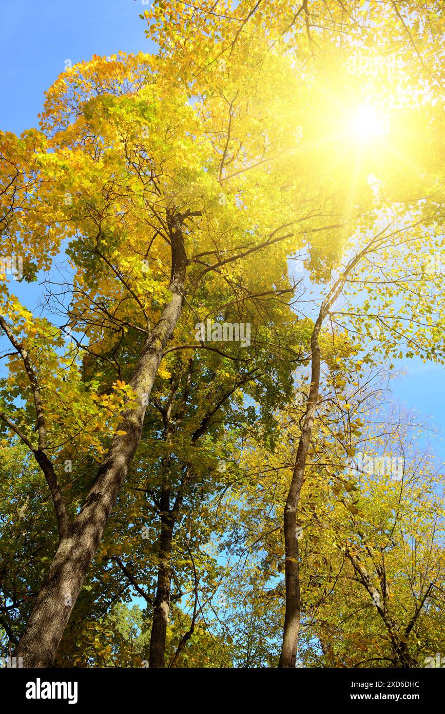 Beautiful bright sunlight through lush hi-res stock photography and ...