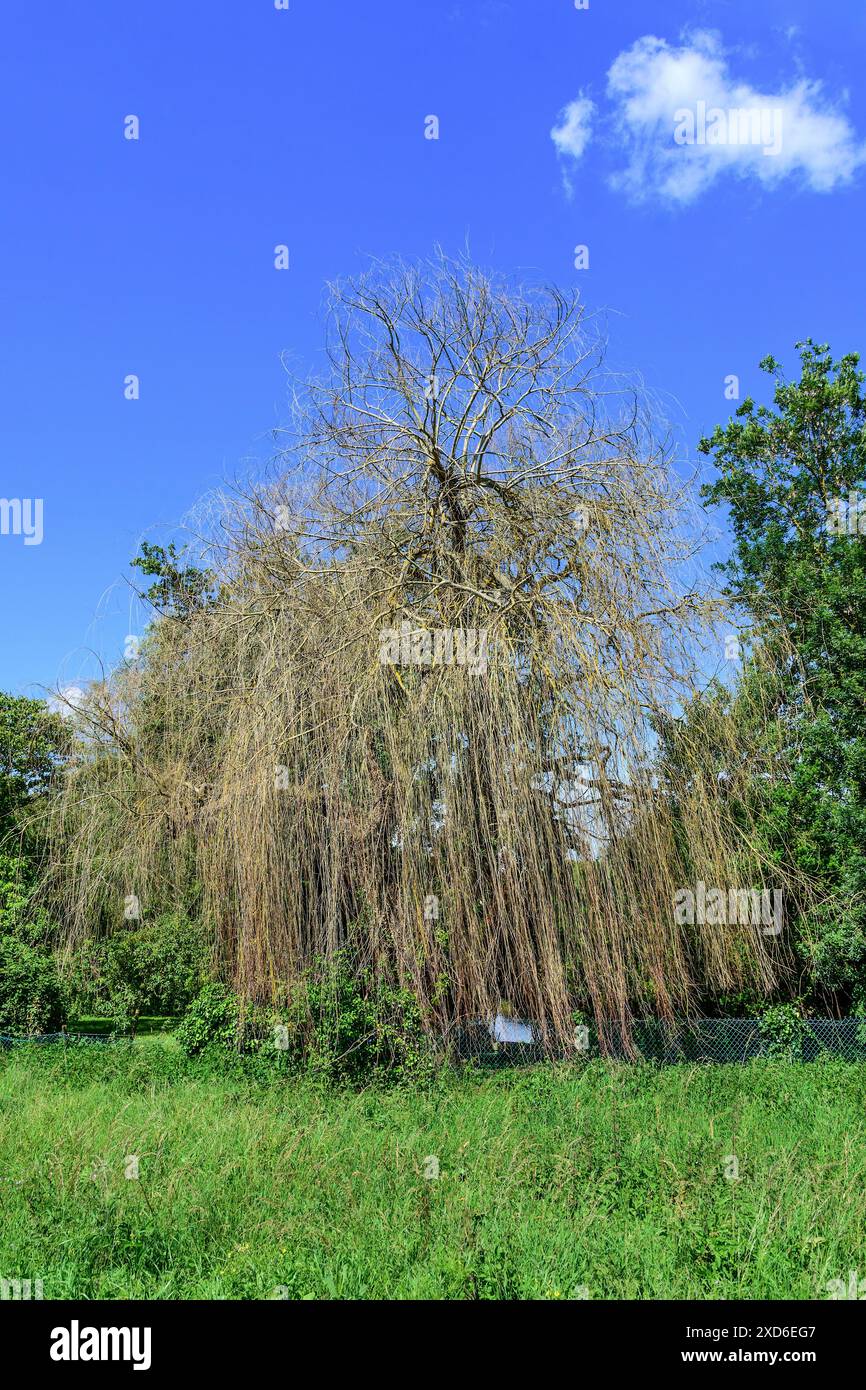 Mature willow tree hi-res stock photography and images - Alamy