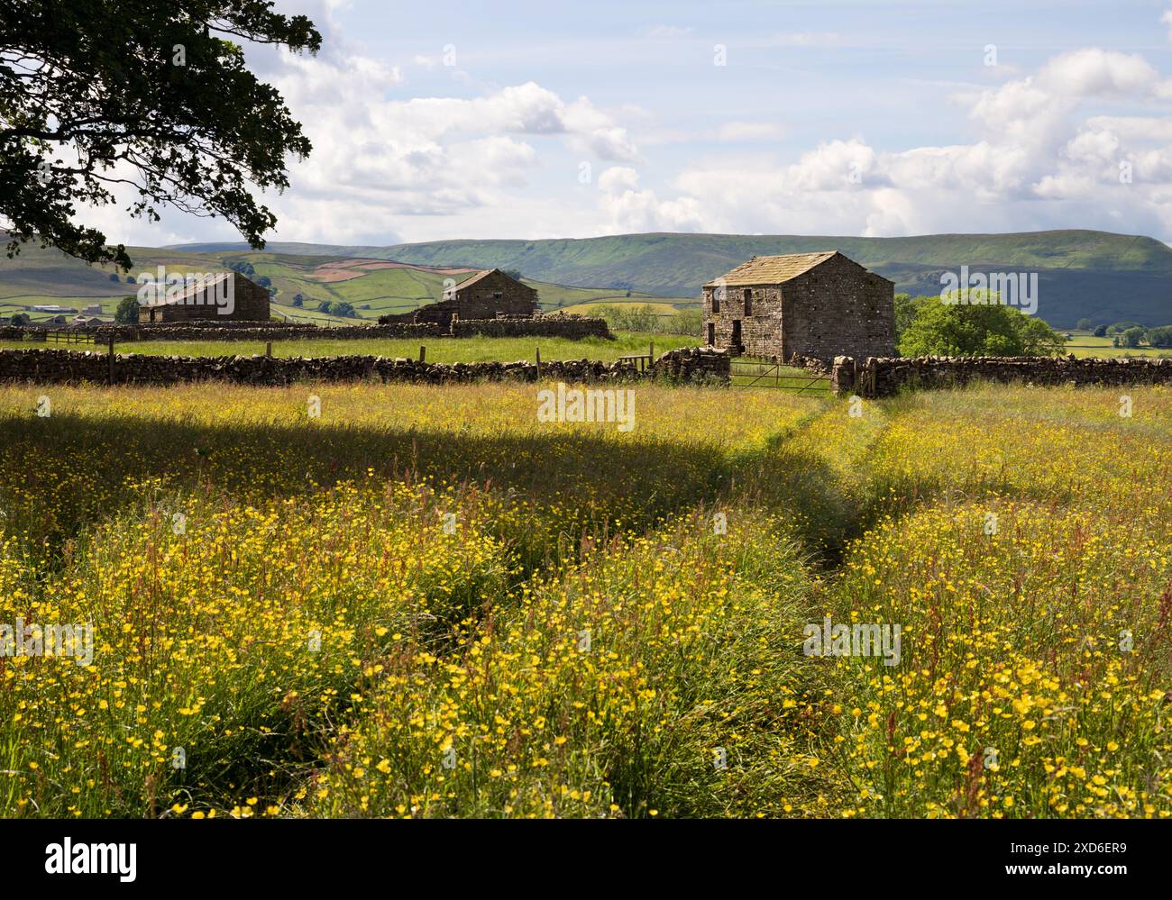 Hay meadows, dry stone walls and field barns near Hawes in the ...