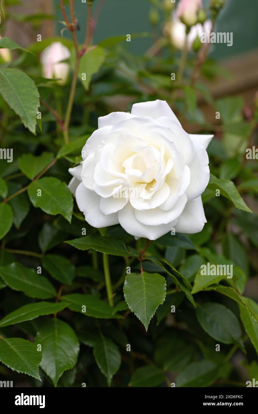 Close up of a white rose called called Rosa Iceberg. A white English ...
