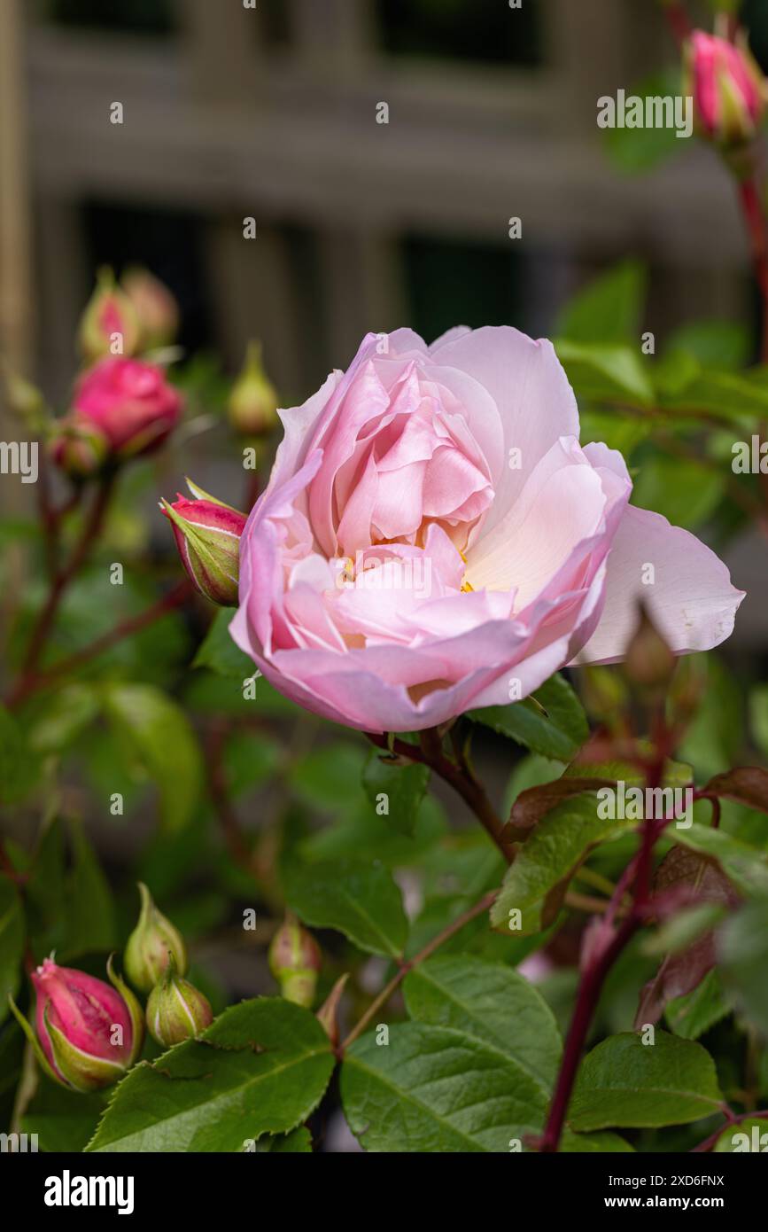Close up of David Austin Rose - The Generous Gardener an English ...