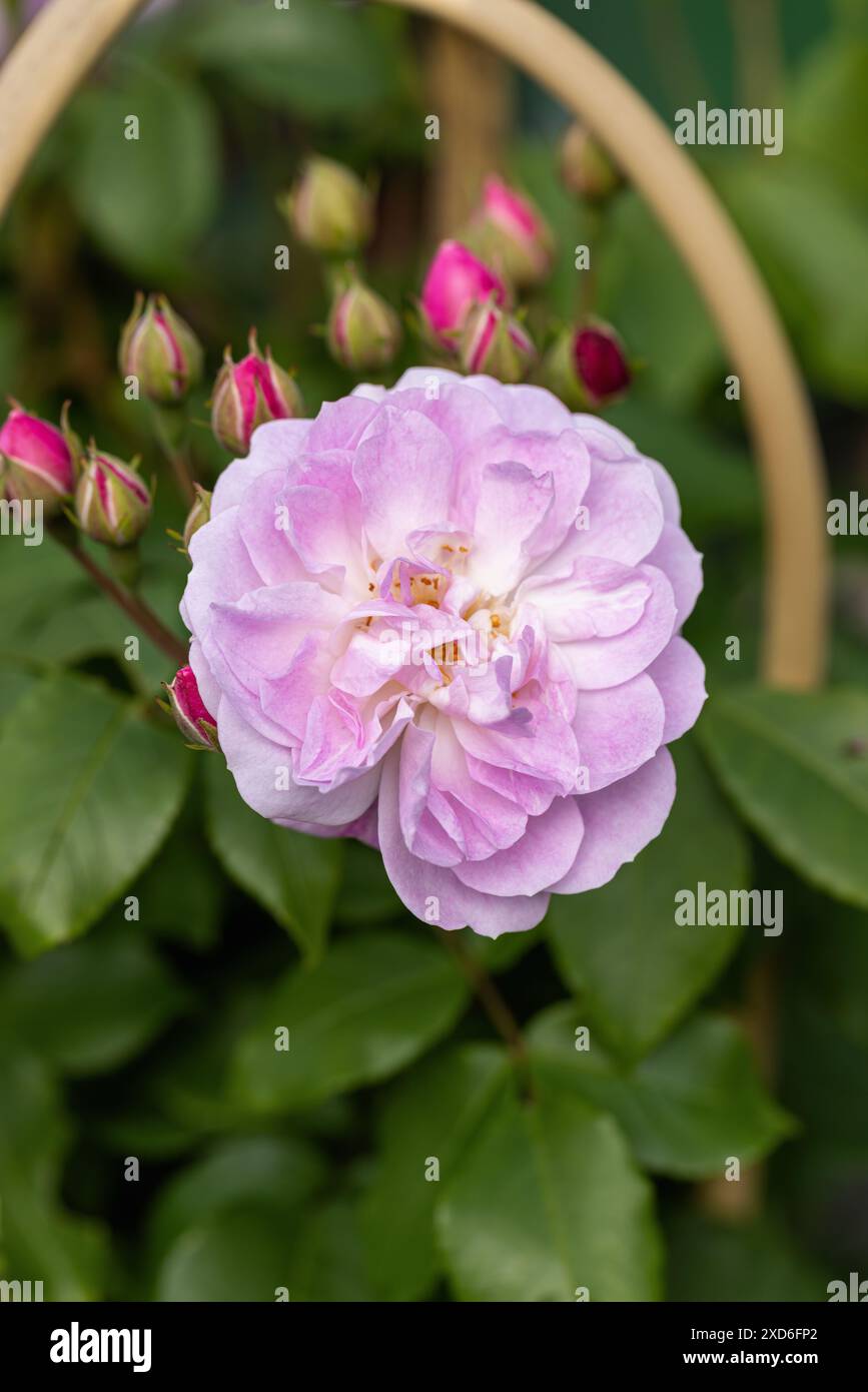 Pink climbing rose hi-res stock photography and images - Alamy