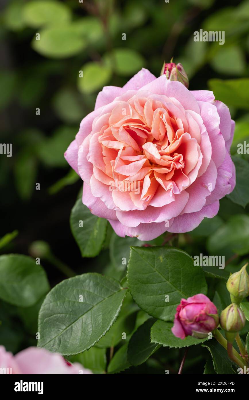 Apricot roses hi-res stock photography and images - Alamy