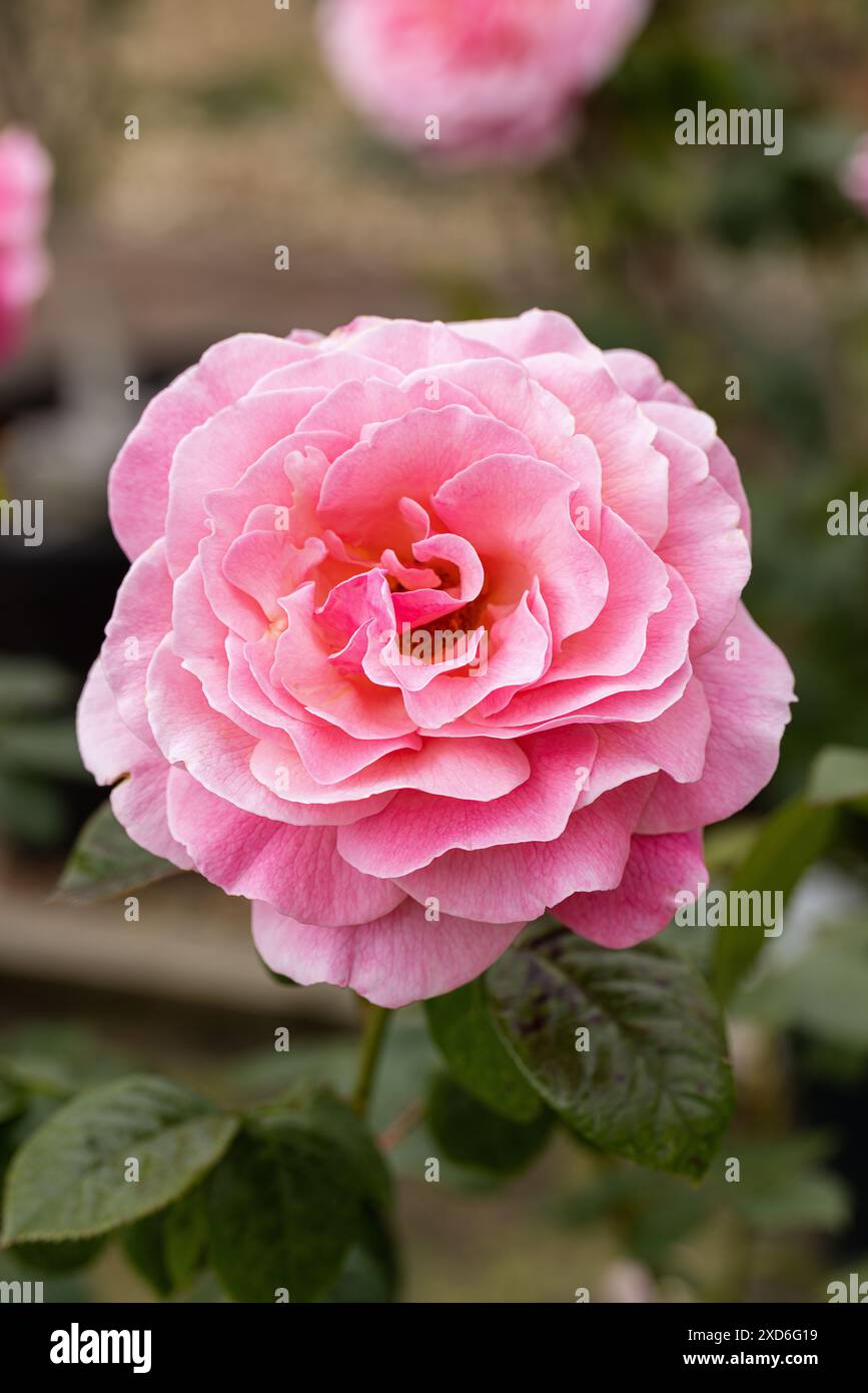 Close up of Rosa Tickled Pink. A beautiful pink rose flowering in June ...