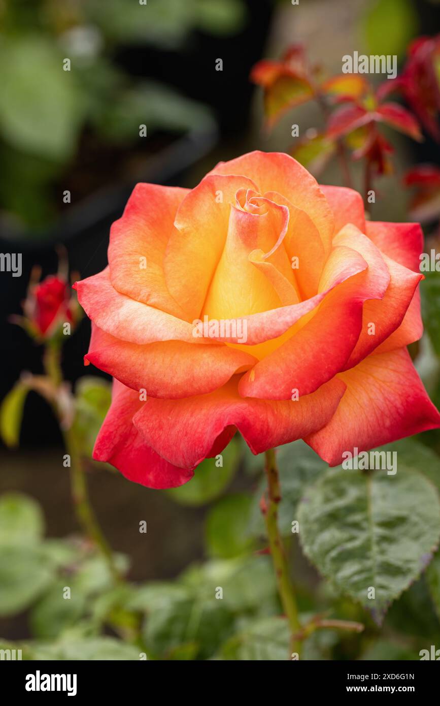 Close up of the orange yellow flowerhead of Rosa Jam and Jerusalem. A ...