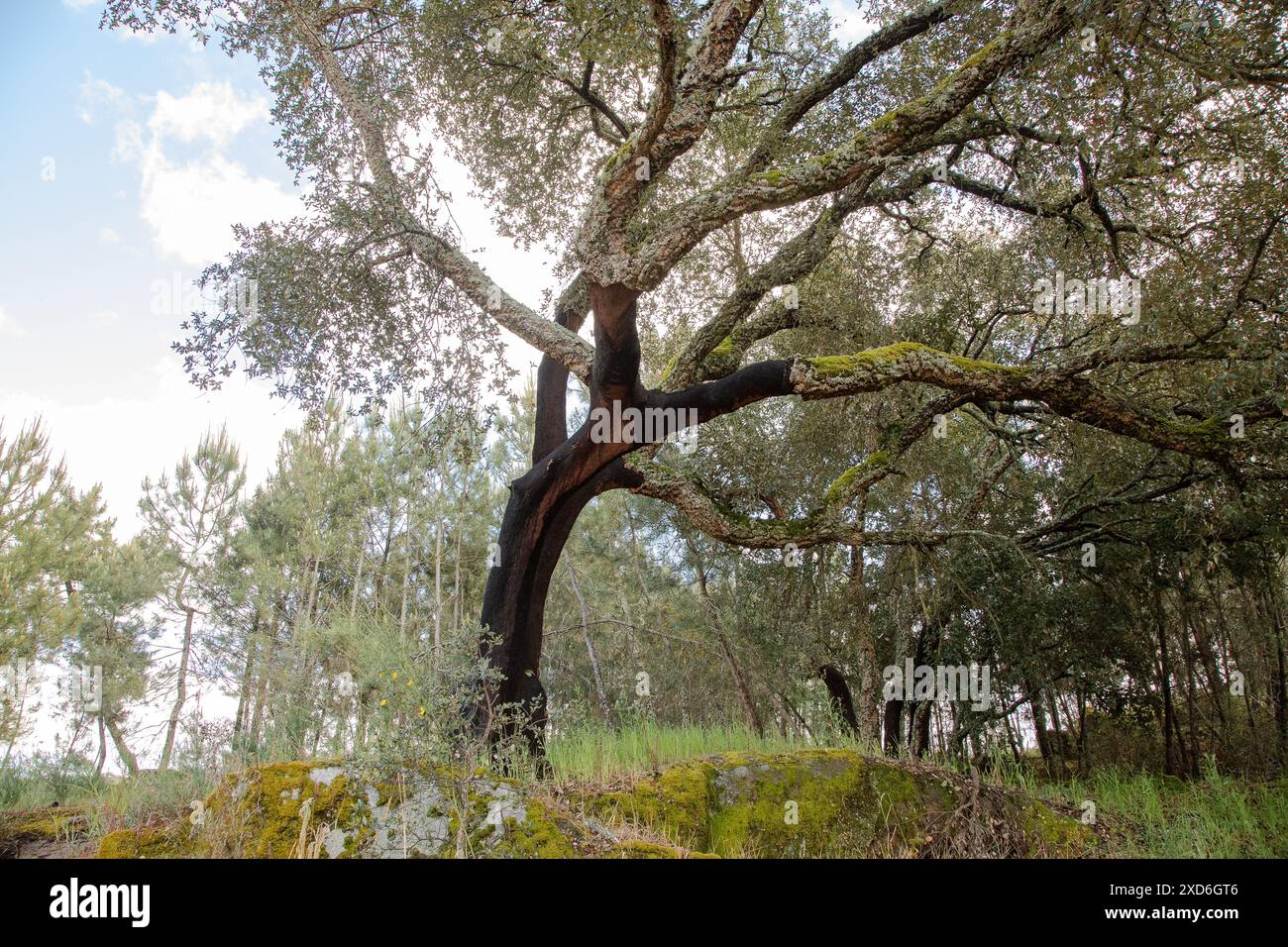 Natural landscape of cork oaks with cork in the region of "Tras os ...