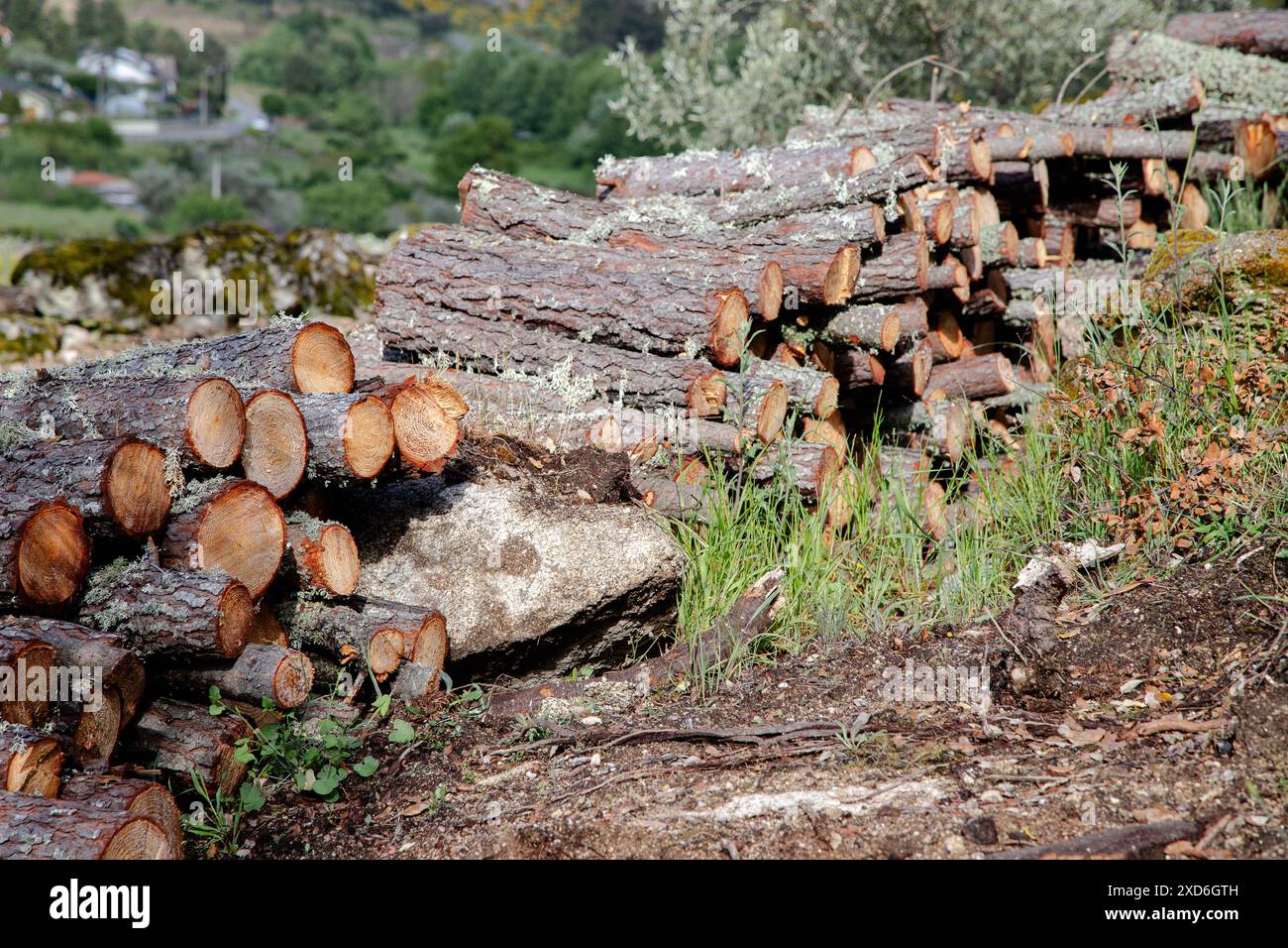 A stack of freshly cut logs in a lush, green forest area Stock Photo ...