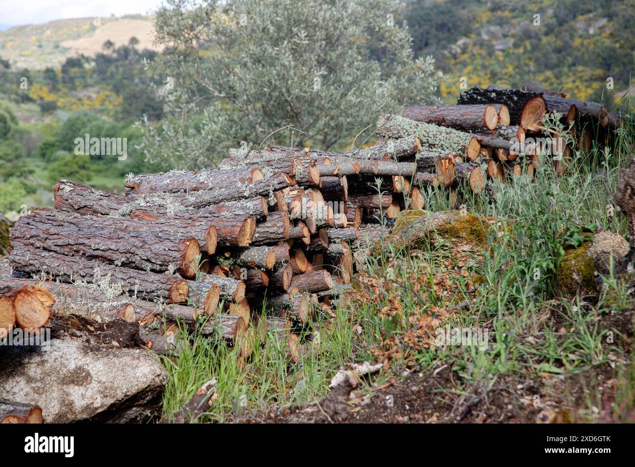 A stack of freshly cut logs in a lush, green forest area Stock Photo ...