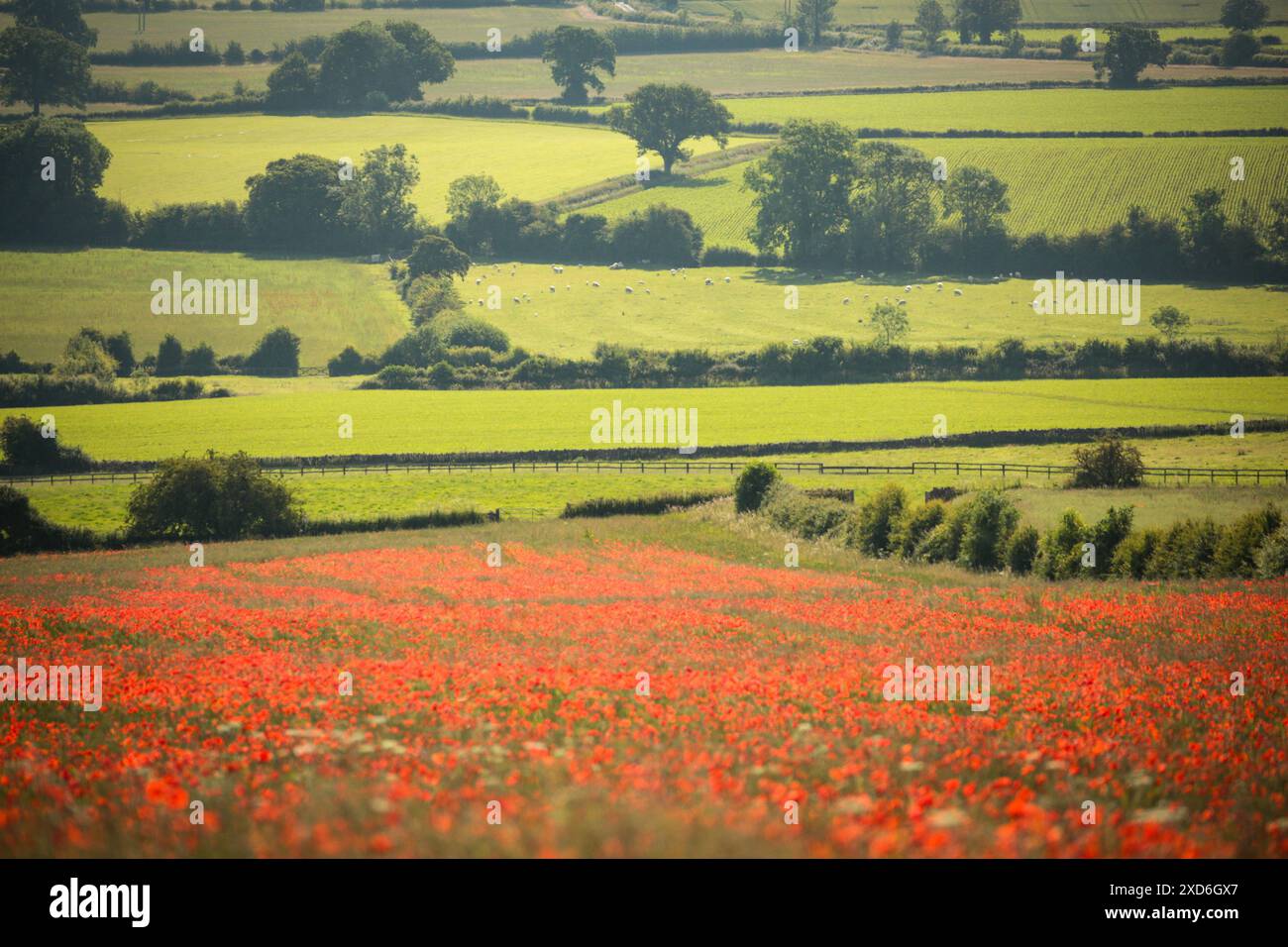 Cotswold poppy fields hi-res stock photography and images - Alamy