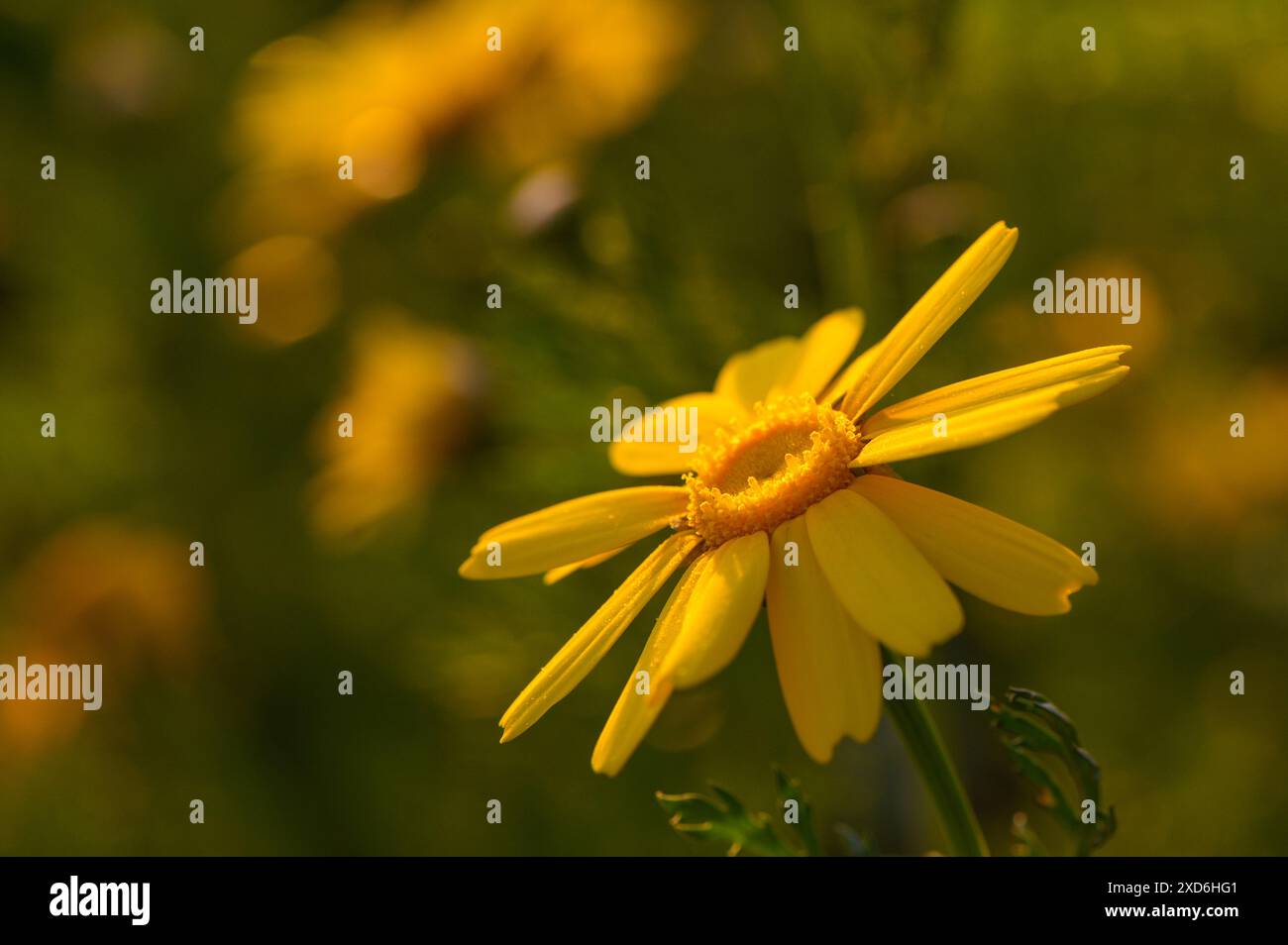 yellow daisies wild flowers at sunset 1 Stock Photo - Alamy