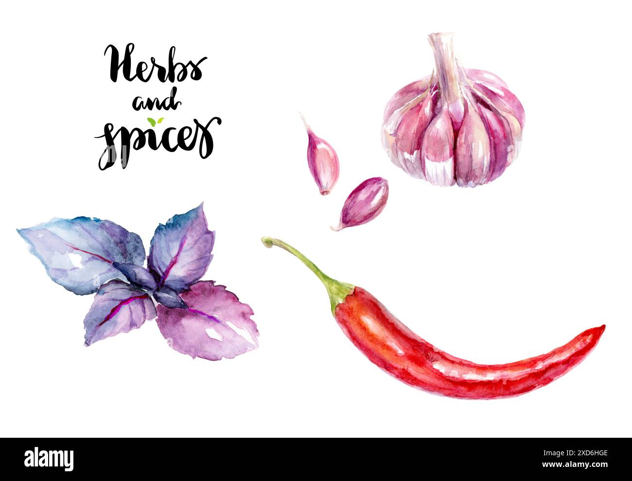 Illustrated Garlic, Chili, and Basil add vibrancy to culinary creations ...
