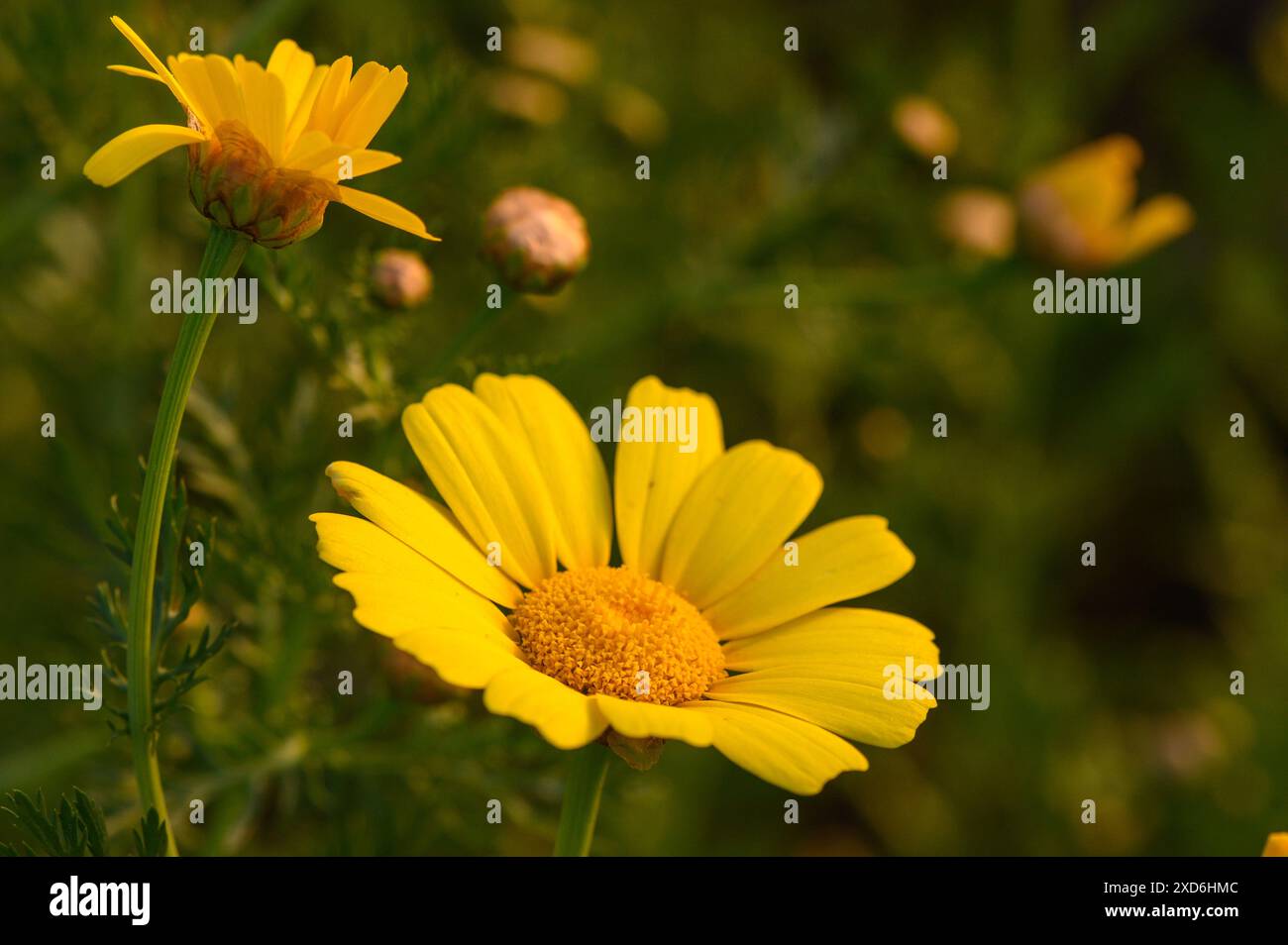 yellow daisies wild flowers at sunset 6 Stock Photo - Alamy