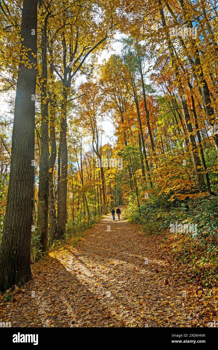 Hikers on a Tree Lined Trail in the Fall in Linville Gorge in North ...