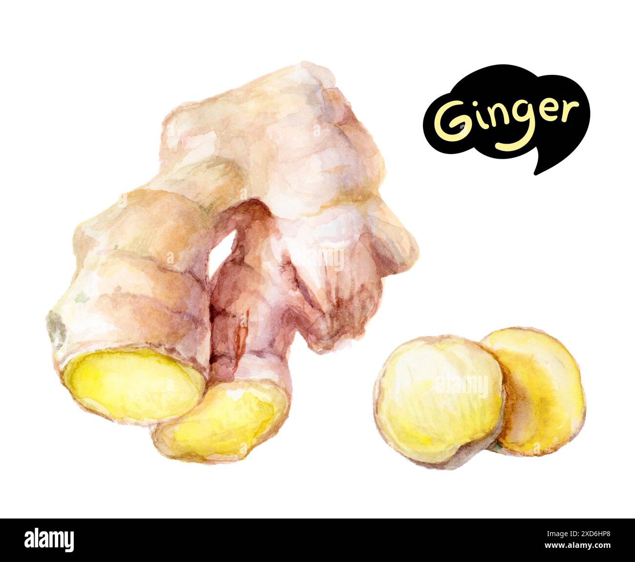 Watercolor painting of ginger root and slices, showcasing its scent and ...