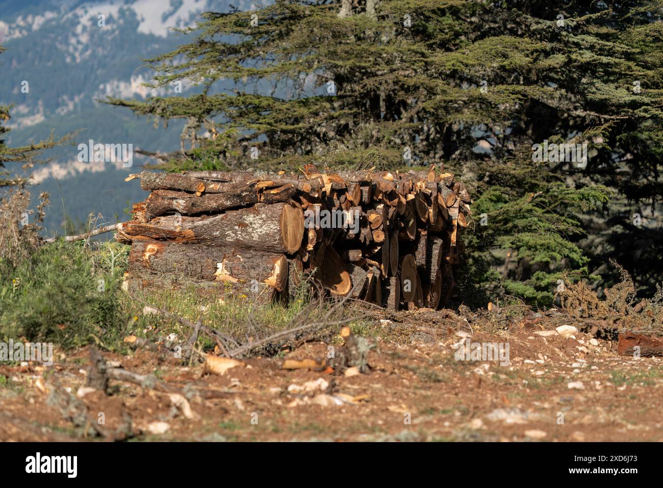 Thinning wood hi-res stock photography and images - Alamy
