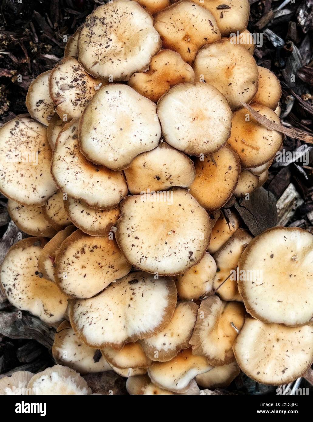 A close-up photograph of a cluster of wild Strophariaceae mushrooms ...
