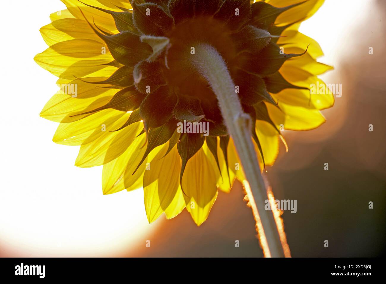 A close-up photograph of a sunflower from underneath, showcasing its ...