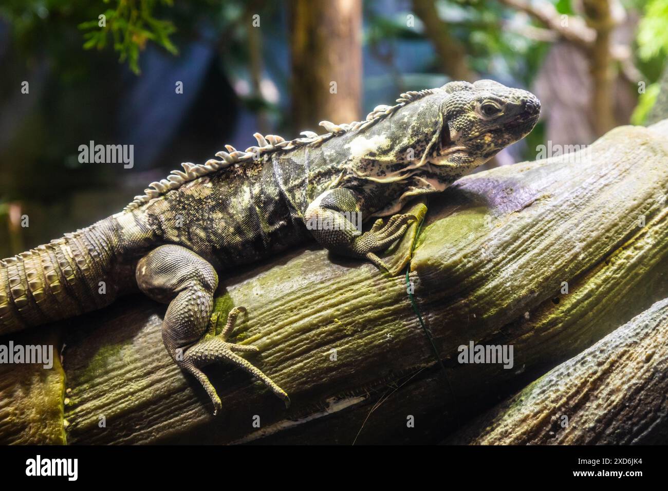 Green Iguana: large, arboreal, mostly herbivorous species of lizard of ...