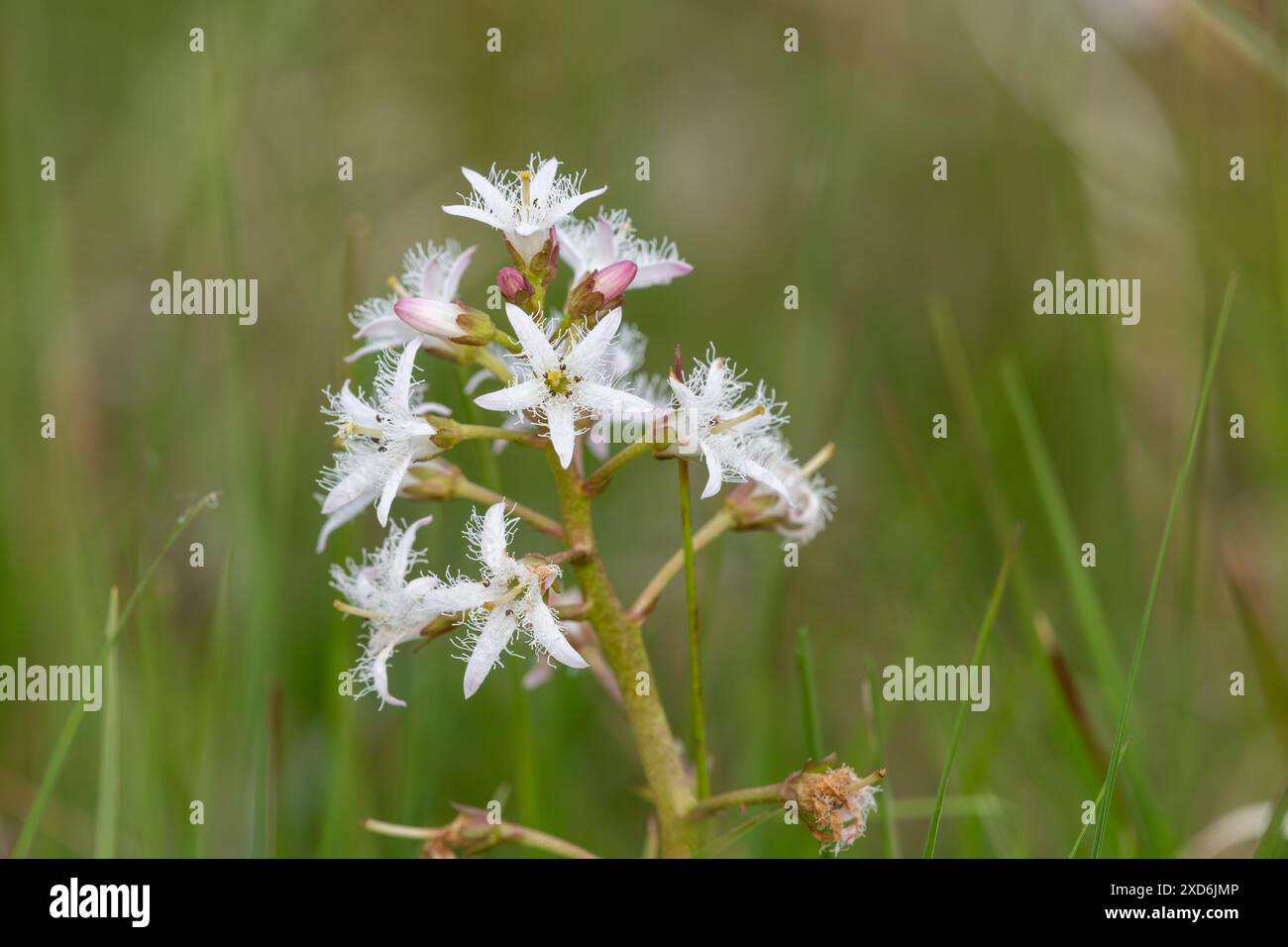 Close up of bogbean (menyanthes trifoliata) flowers in bloom Stock ...