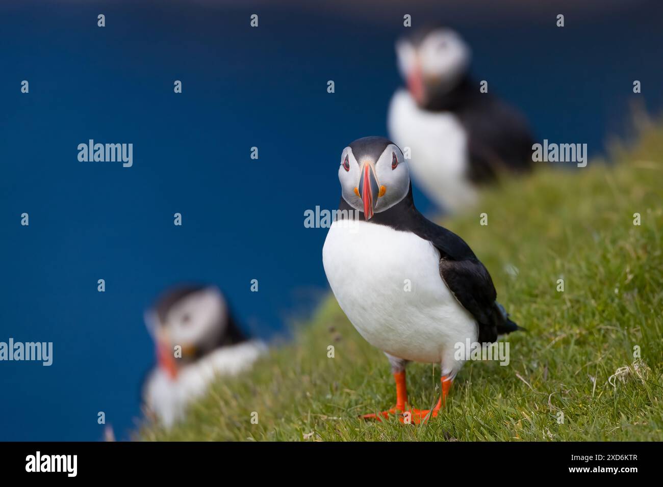 Shetland birds hi-res stock photography and images - Alamy