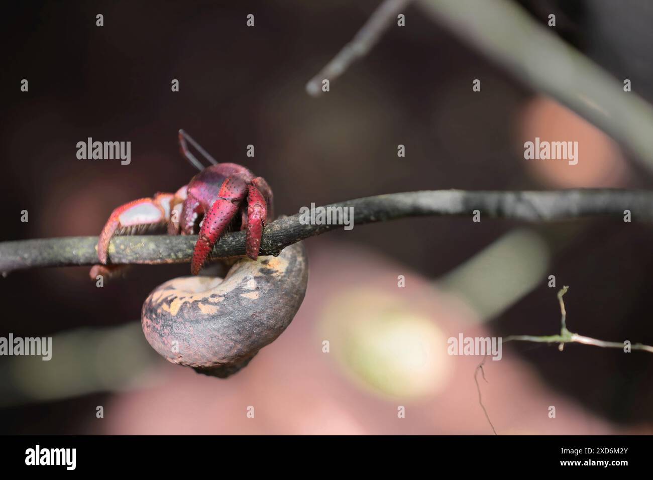 Modified gill hi-res stock photography and images - Alamy