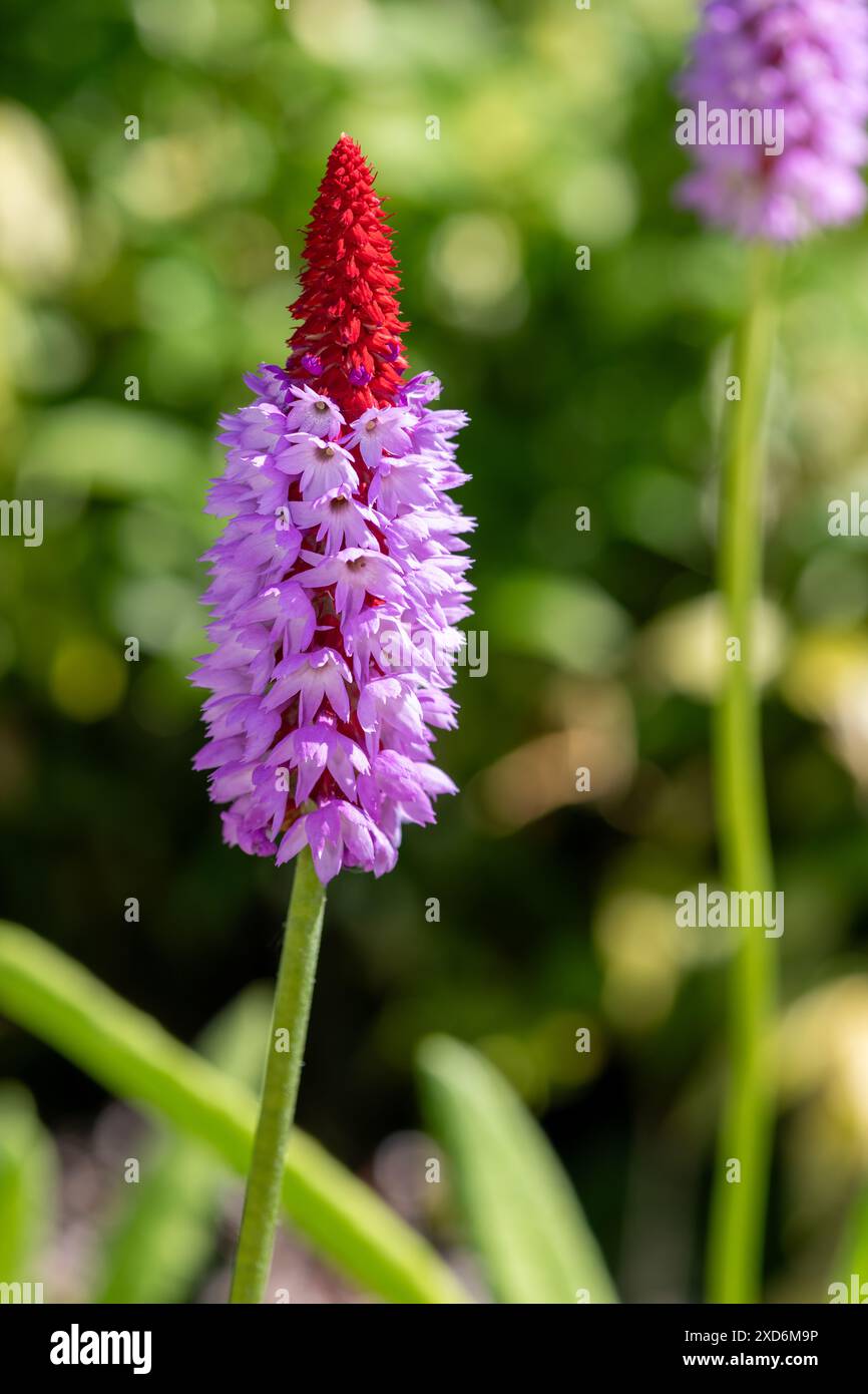 Flowering orchid primrose primula vialii hi-res stock photography and ...