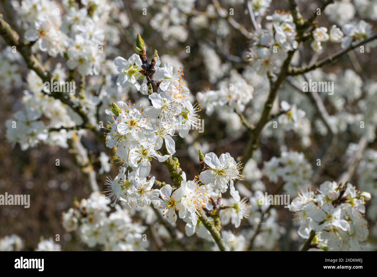 Close up of Chickasaw plum (prunus angustifolia) blossom Stock Photo ...