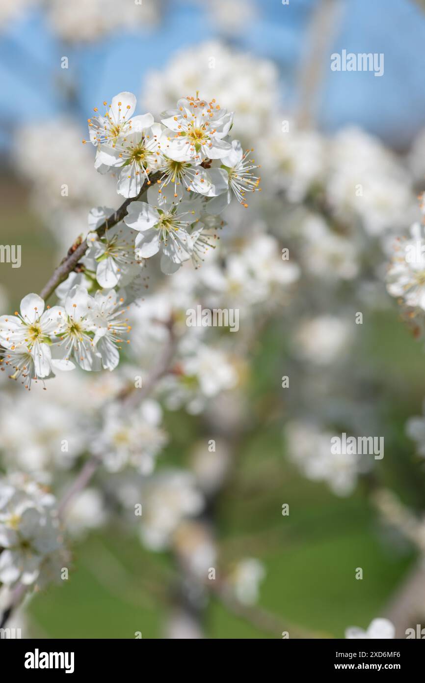 Close up of Chickasaw plum (prunus angustifolia) blossom Stock Photo ...