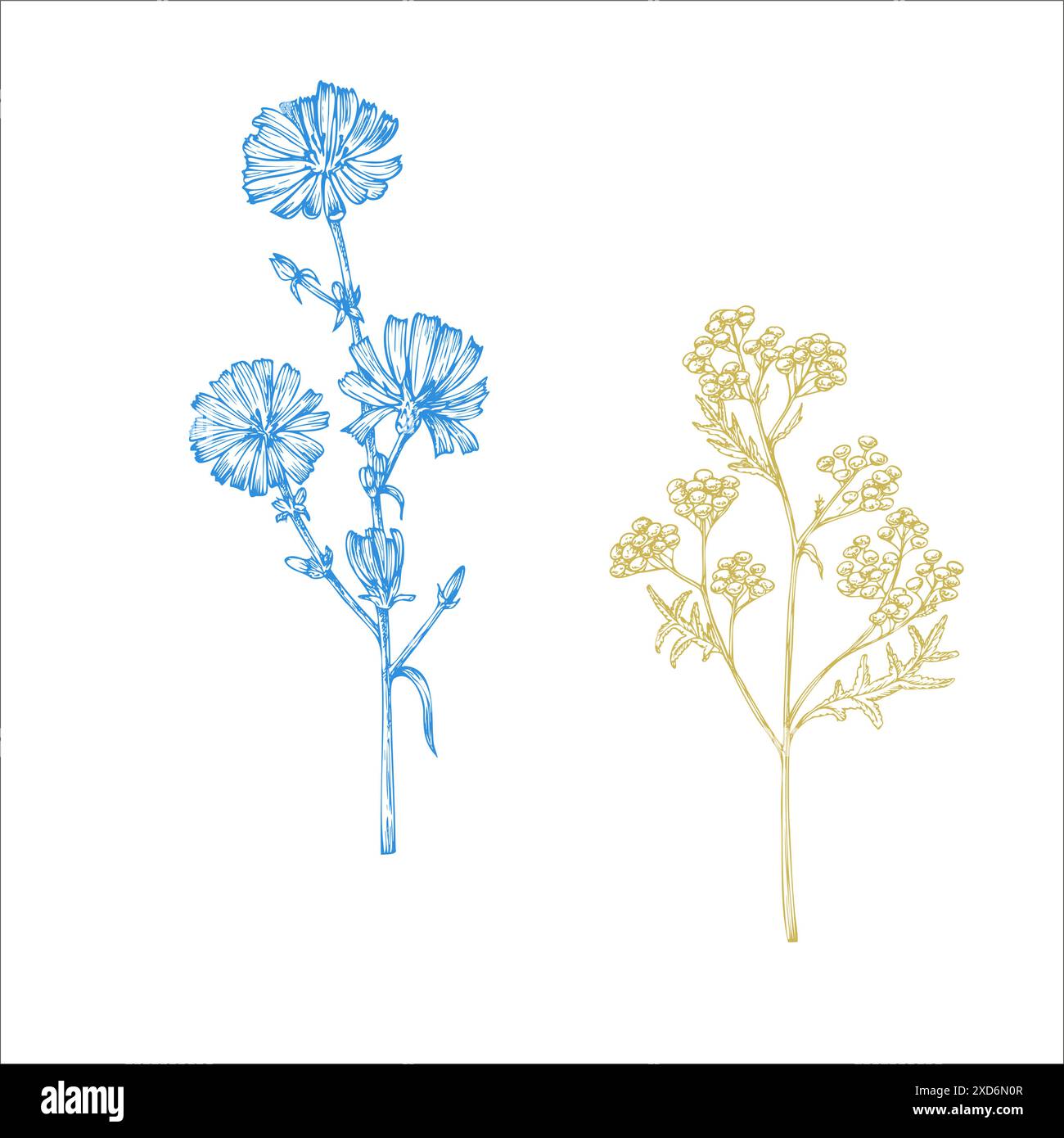 Vector Tansy, chicory.. Hand painted Tanacetum Vulgare flower. Graphic ...