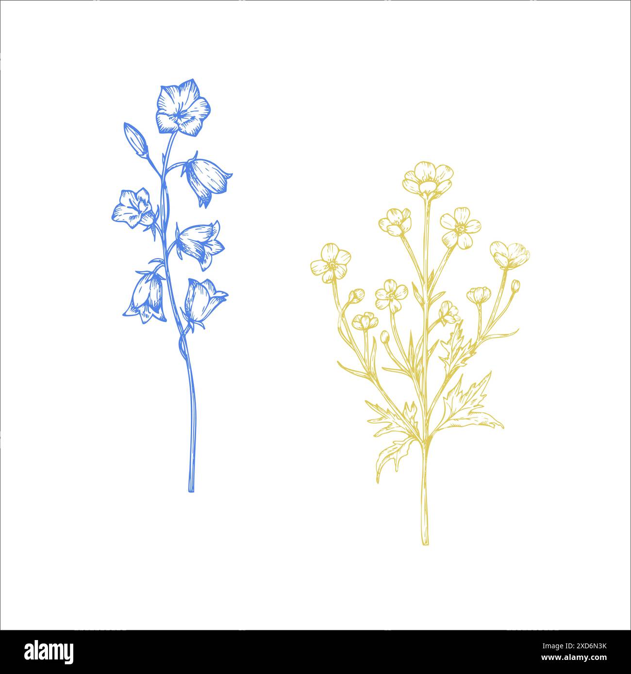Vector buttercup and bluebell. Hand painted flower. Graphic Ranunculus ...