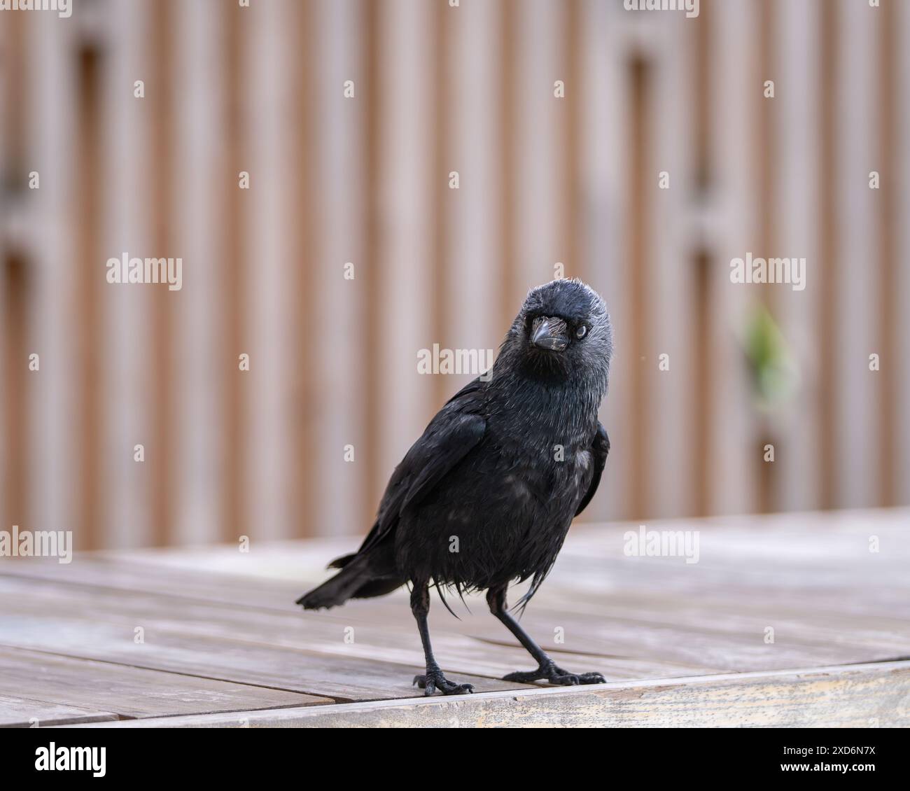 Western Jackdaw (Corvus monedula), also known as the Eurasian jackdaw ...