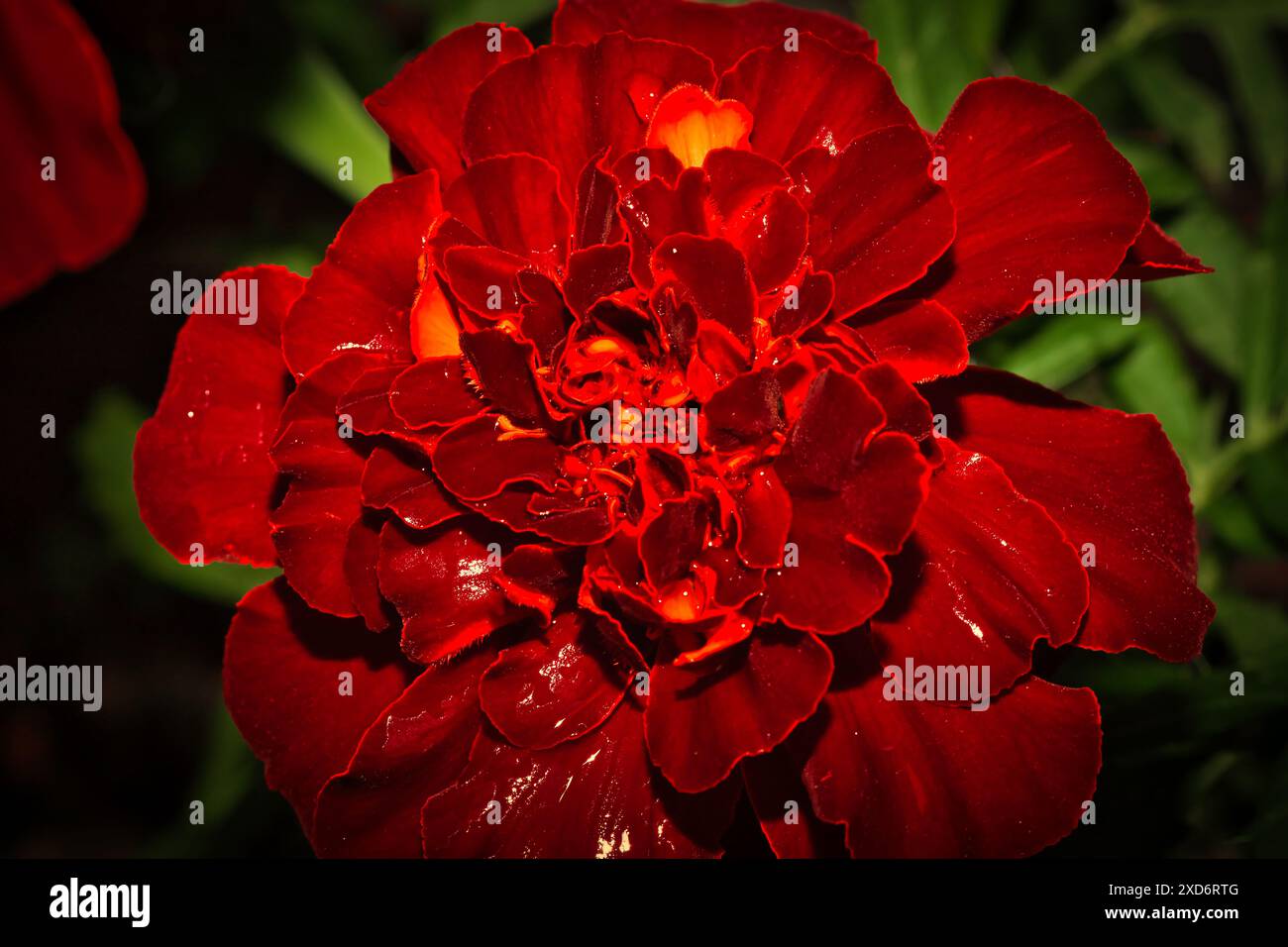 Close-up of a vibrant red marigold flower with water droplets on its ...