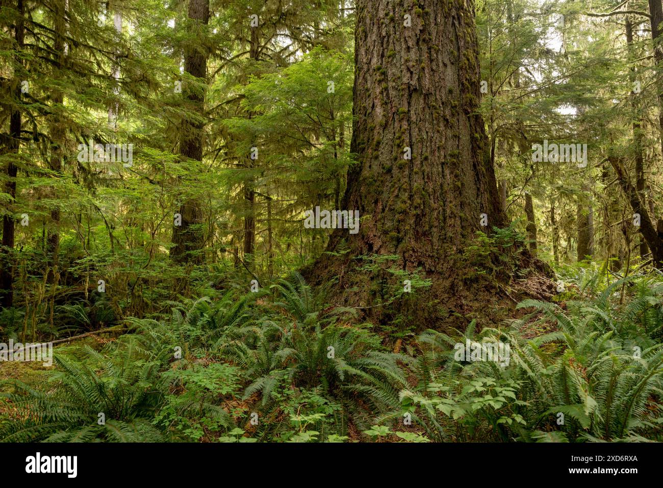 Large Ferns Grow Around The Base Of Giant Tree In Hoh Rainforest in ...