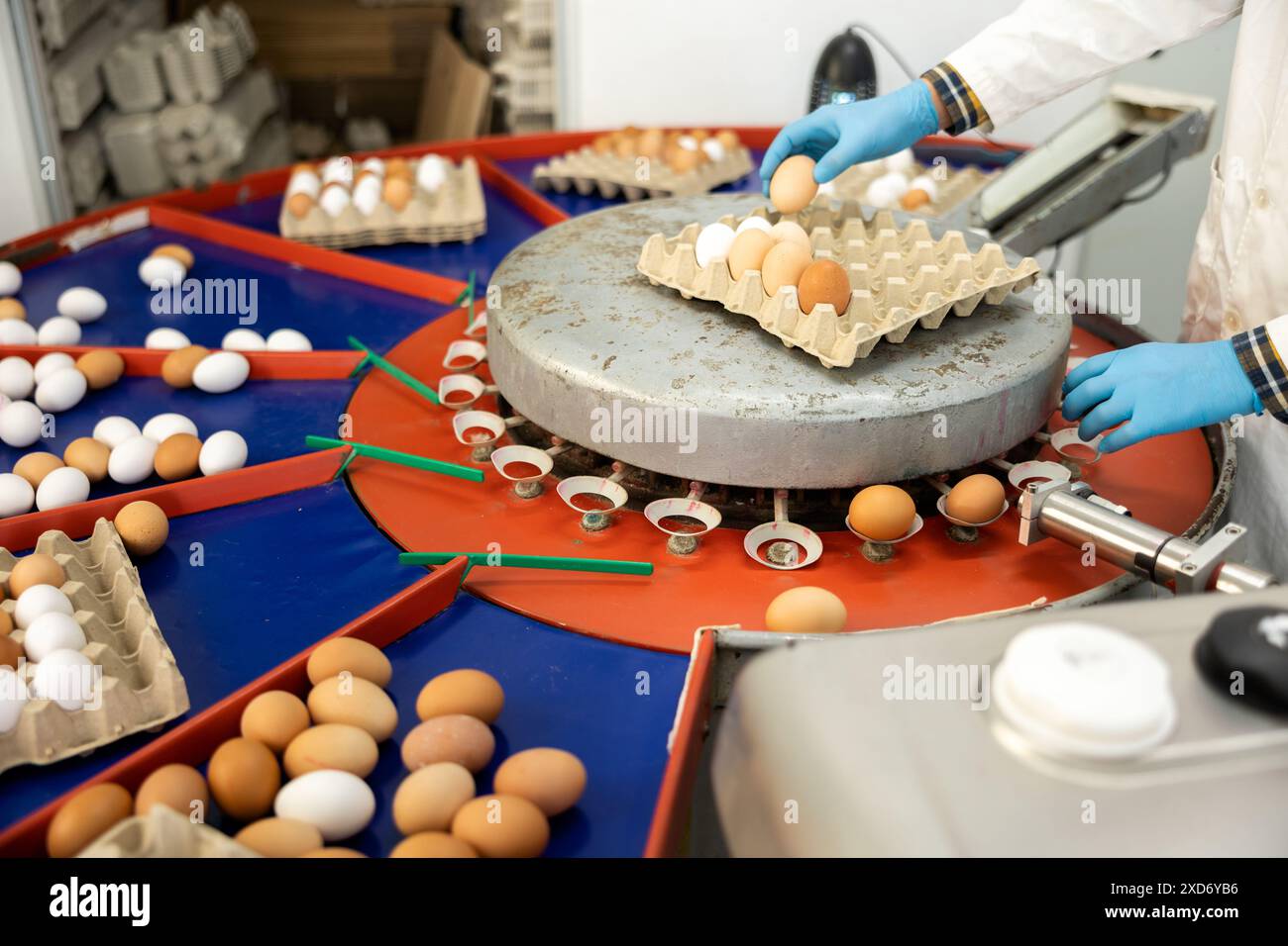 Poultry grading hi-res stock photography and images - Alamy