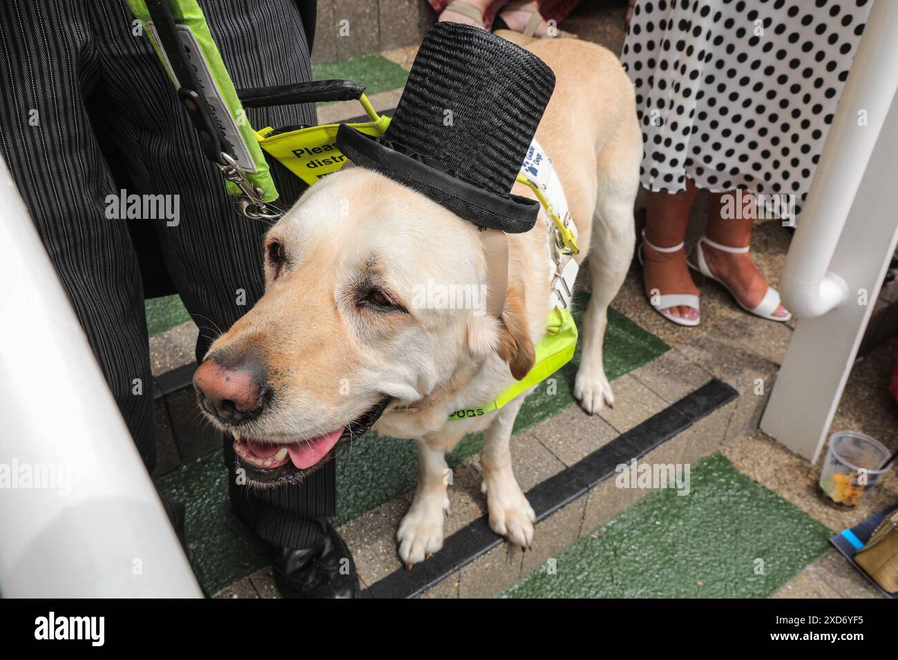 Camilla the dog hi-res stock photography and images - Alamy