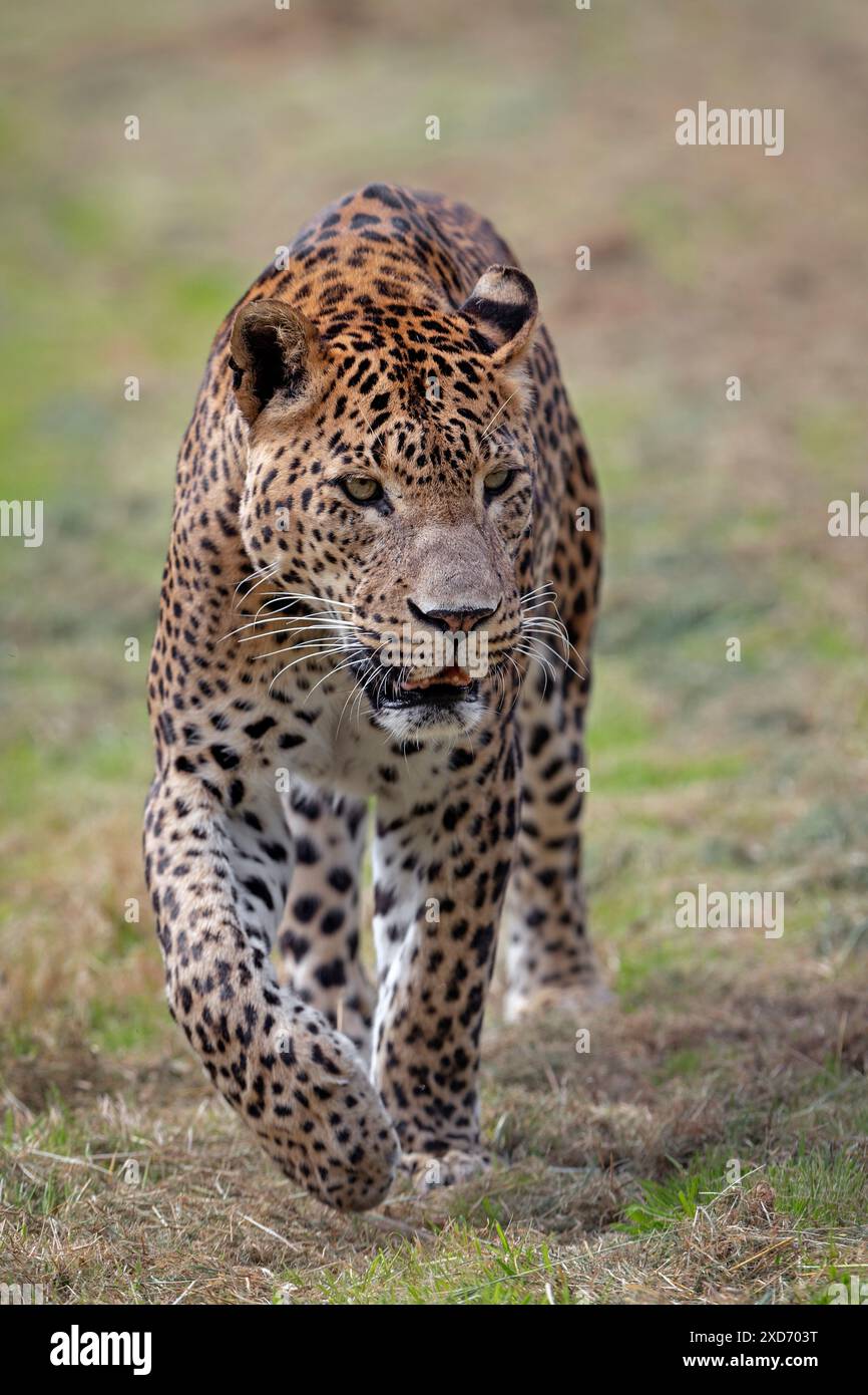 Sri Lankan leopard walking towards camera Stock Photo - Alamy