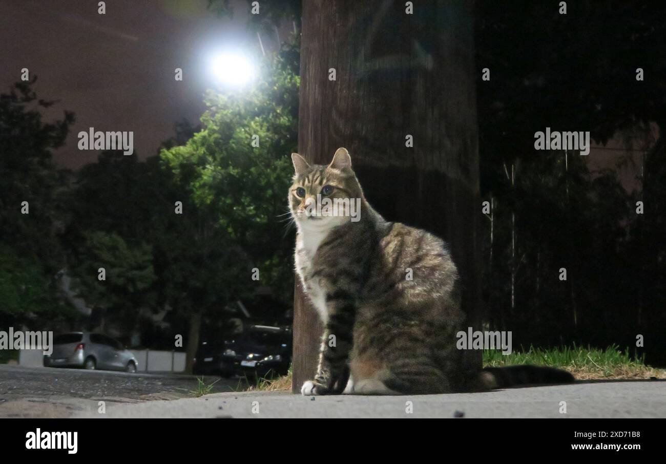 Domestic cats of Melbourne, Australia Stock Photo - Alamy