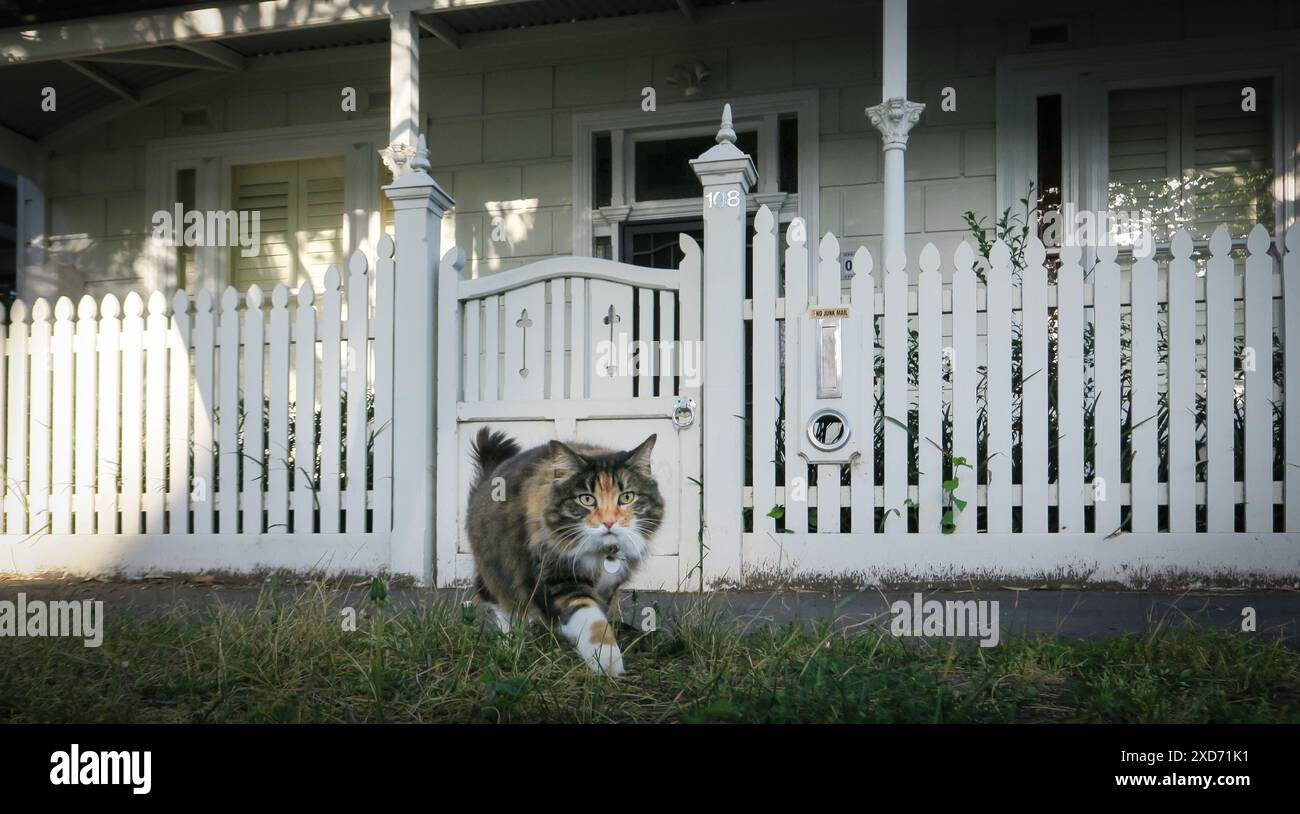 Domestic cats of Melbourne, Australia Stock Photo - Alamy