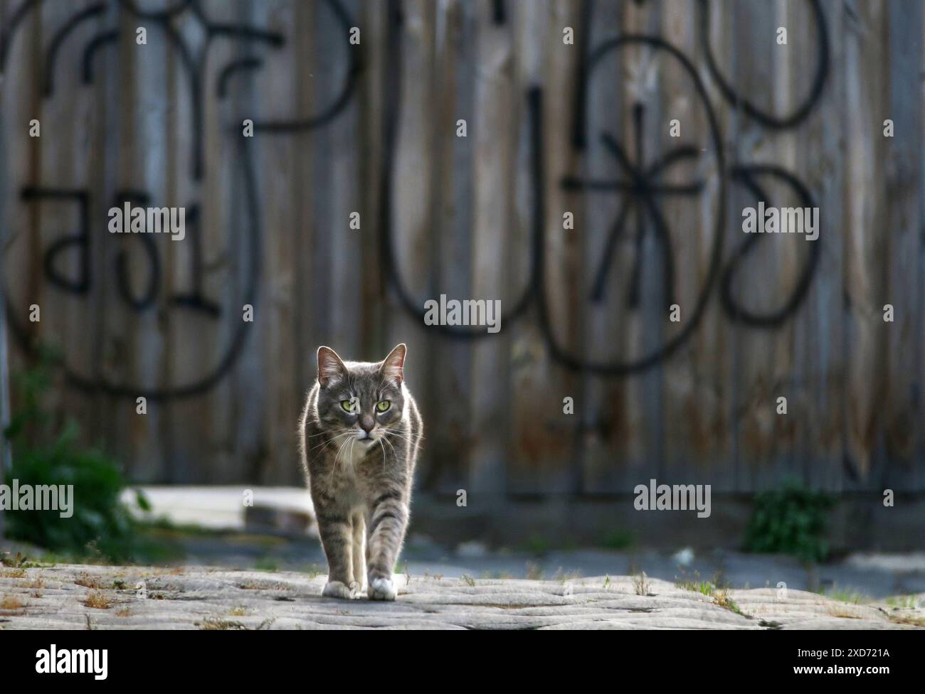 Domestic cats of Melbourne, Australia Stock Photo - Alamy