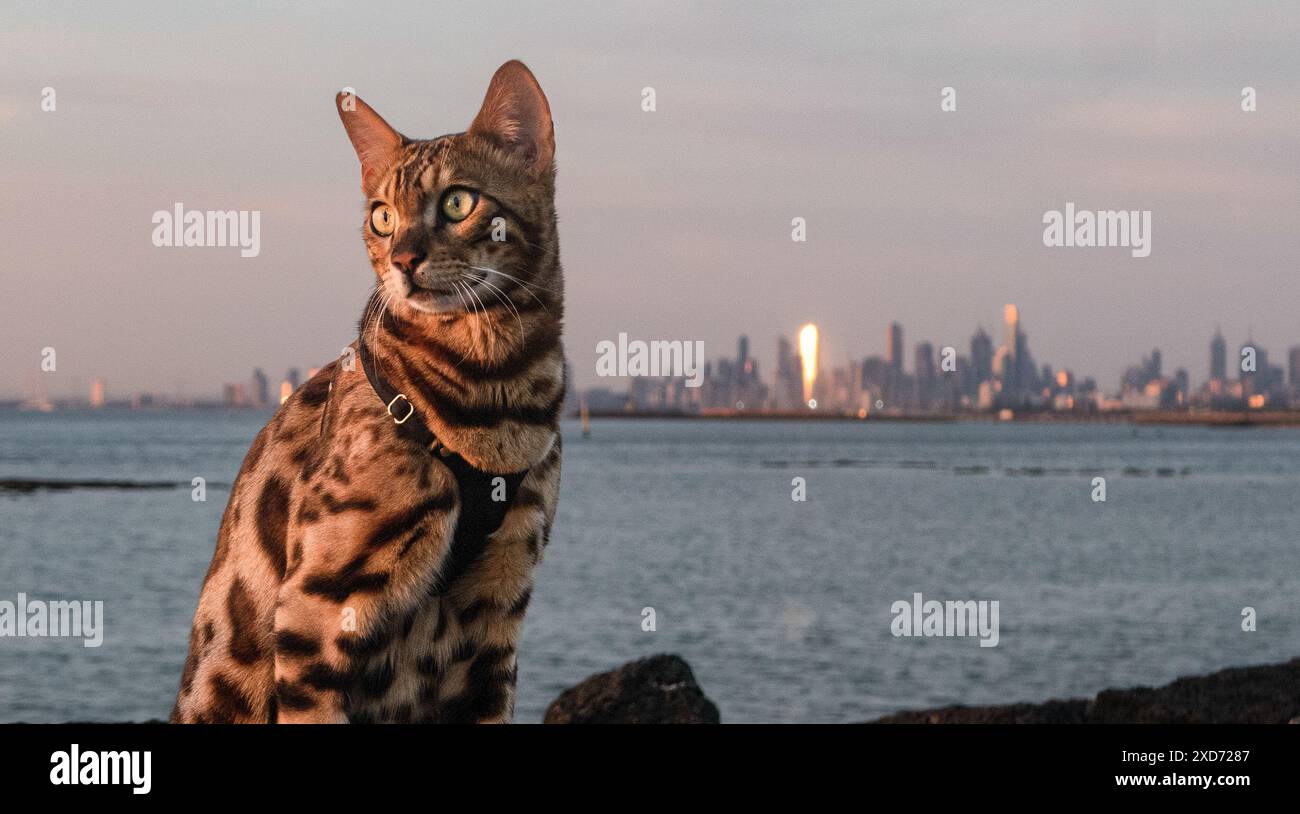 Australian felines hi-res stock photography and images - Alamy