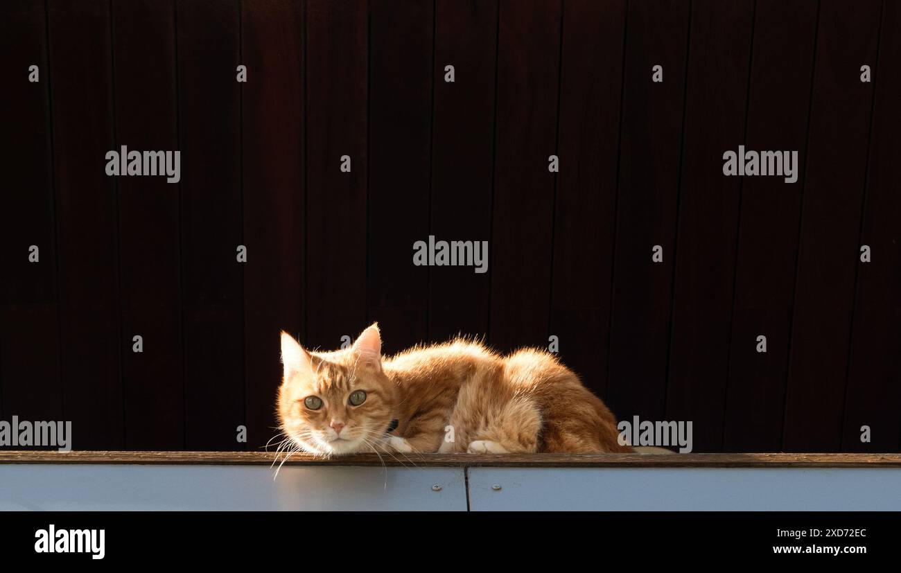 Domestic cats of Melbourne, Australia Stock Photo - Alamy