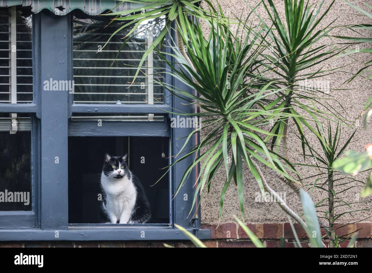 Domestic cats of Melbourne, Australia Stock Photo - Alamy