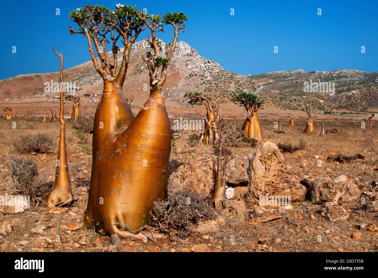 Bottle tree (Adenium obesum socotranum) Socotra, Yemen Stock Photo - Alamy